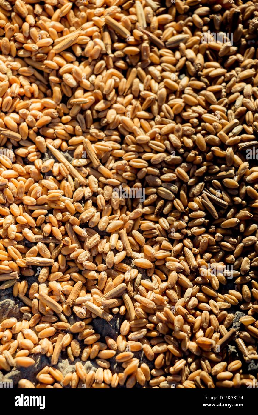 Lots of yellow wheat grains on the view forming a textured background ...