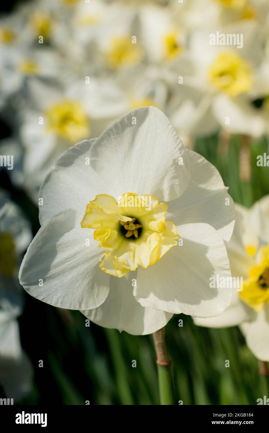 Blooming flowers make a floral background texture Stock Photo - Alamy