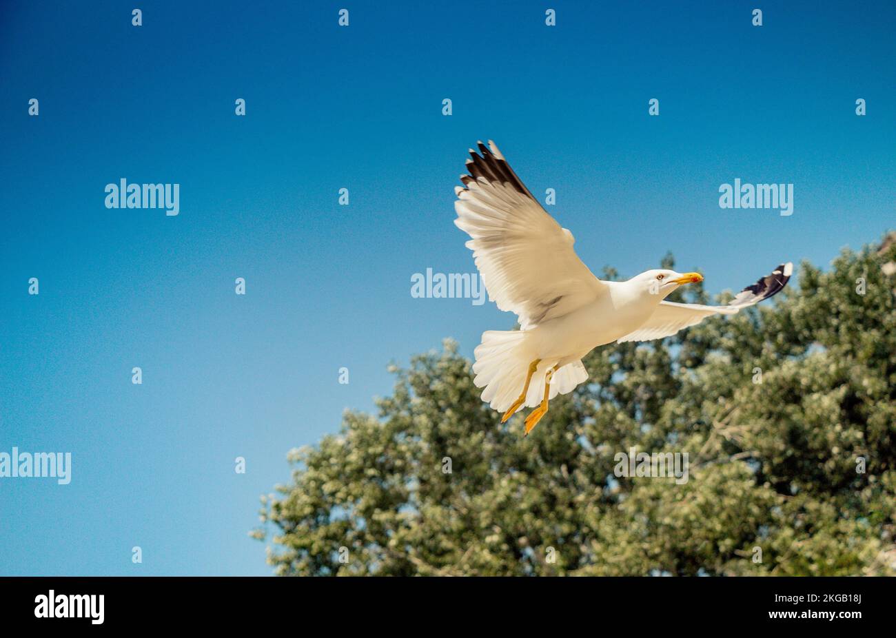 Single seagull flying in a blue sky background Stock Photo - Alamy