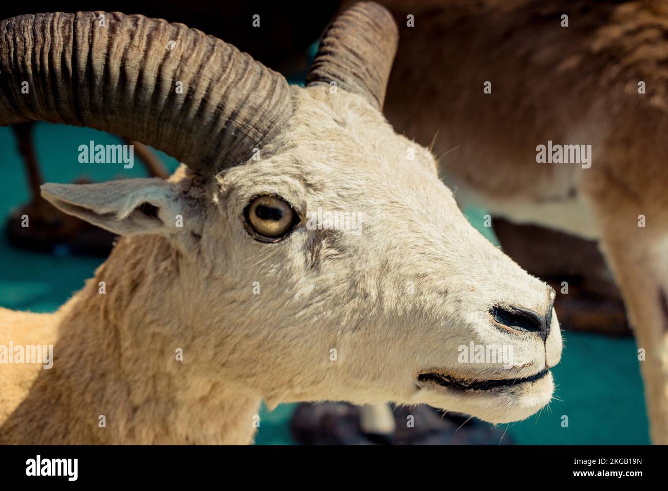 Wild brown mountain goat with two huge horns Stock Photo - Alamy