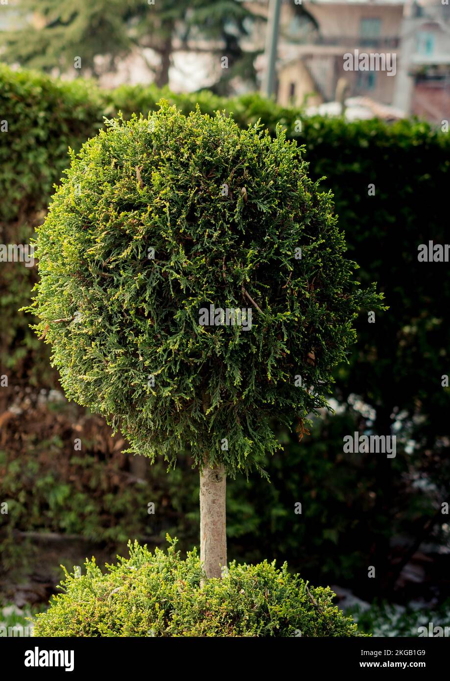 Round green bush on a sunny day on display Stock Photo - Alamy