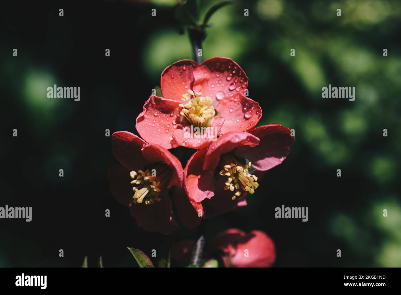 Tree bloom blossom beautiful flowers in spring season Stock Photo - Alamy