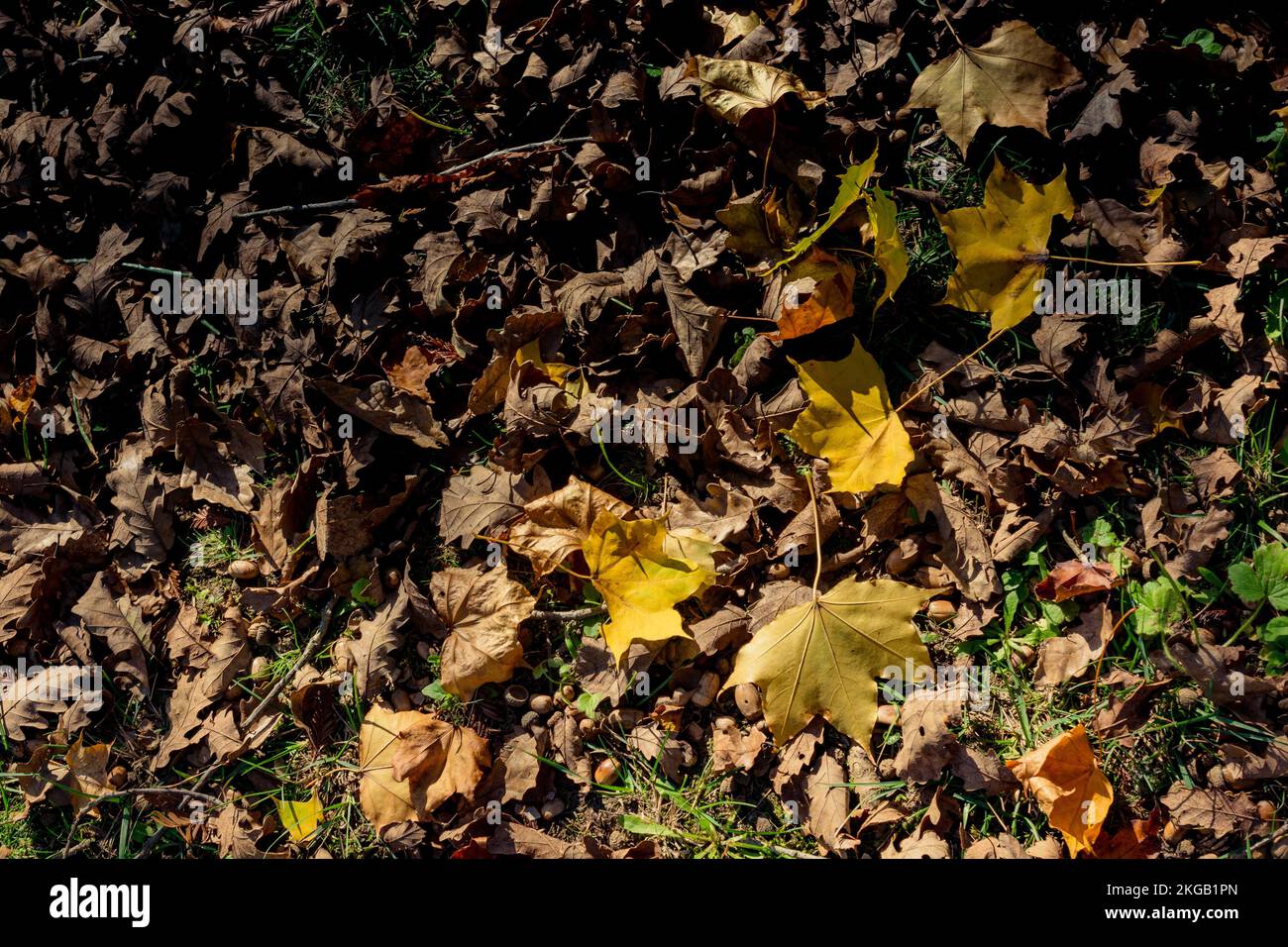 Autumn leaves texture for background. leaf background texture Stock ...