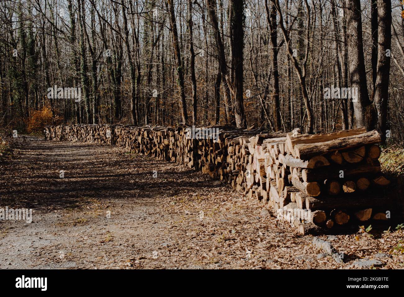 Stack of tree trunks piled up wood logs in forest Stock Photo - Alamy
