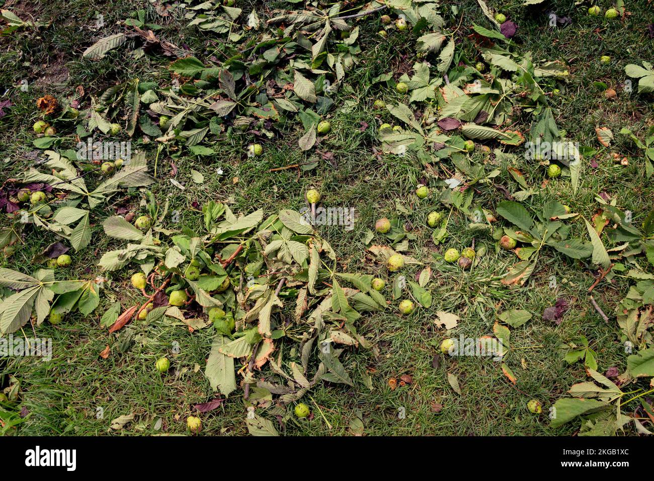 Leaves after storm floral hi-res stock photography and images - Alamy