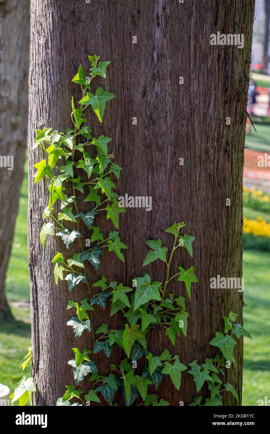 Tree close up in autumn in Istanbul, in the view Stock Photo - Alamy