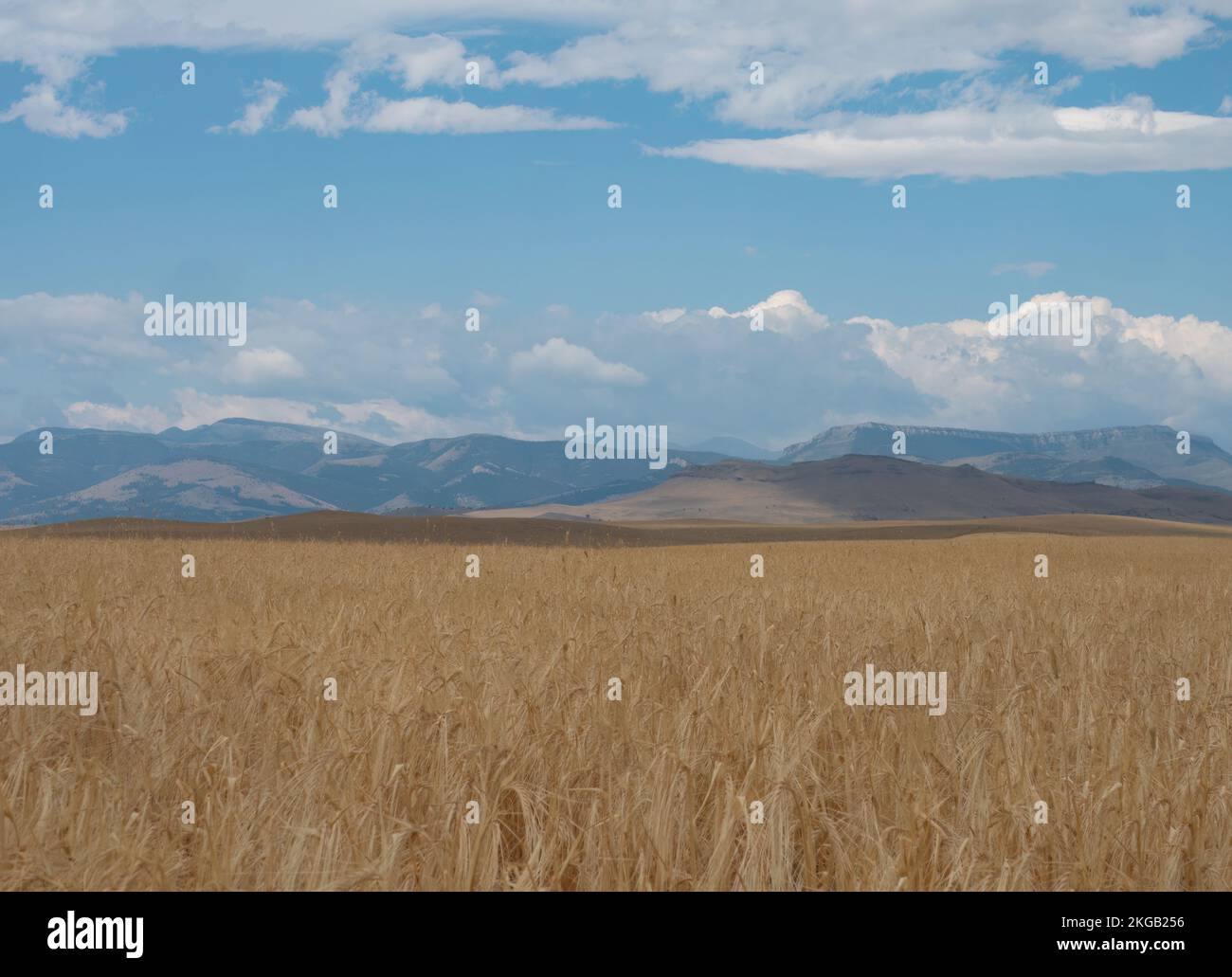 Golden wheat field awaiting harvest in Central Montana with the Rocky ...