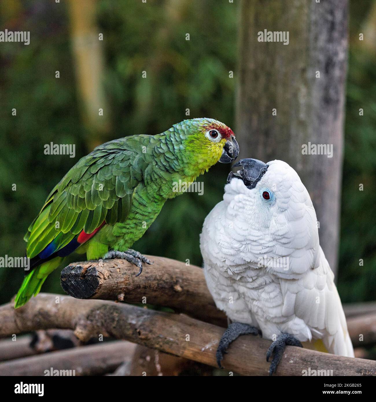 Ecuador Amazon (Amazona autumnalis lilacina), amazon parrot (Amazona ...