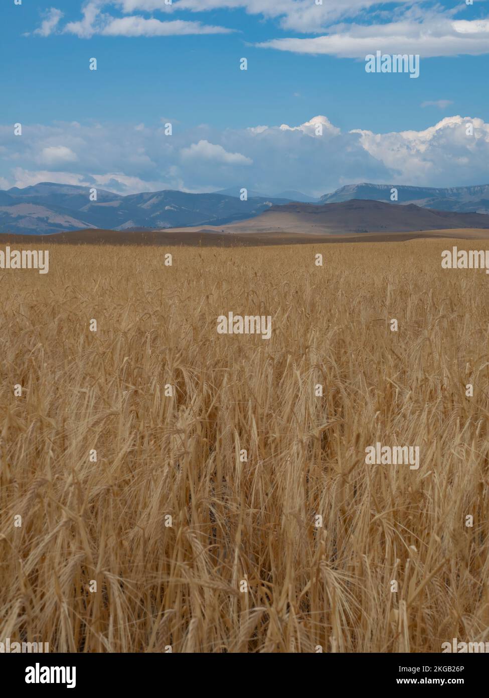 Sunlit golden wheat field awaiting harvest in Central Montana with the ...