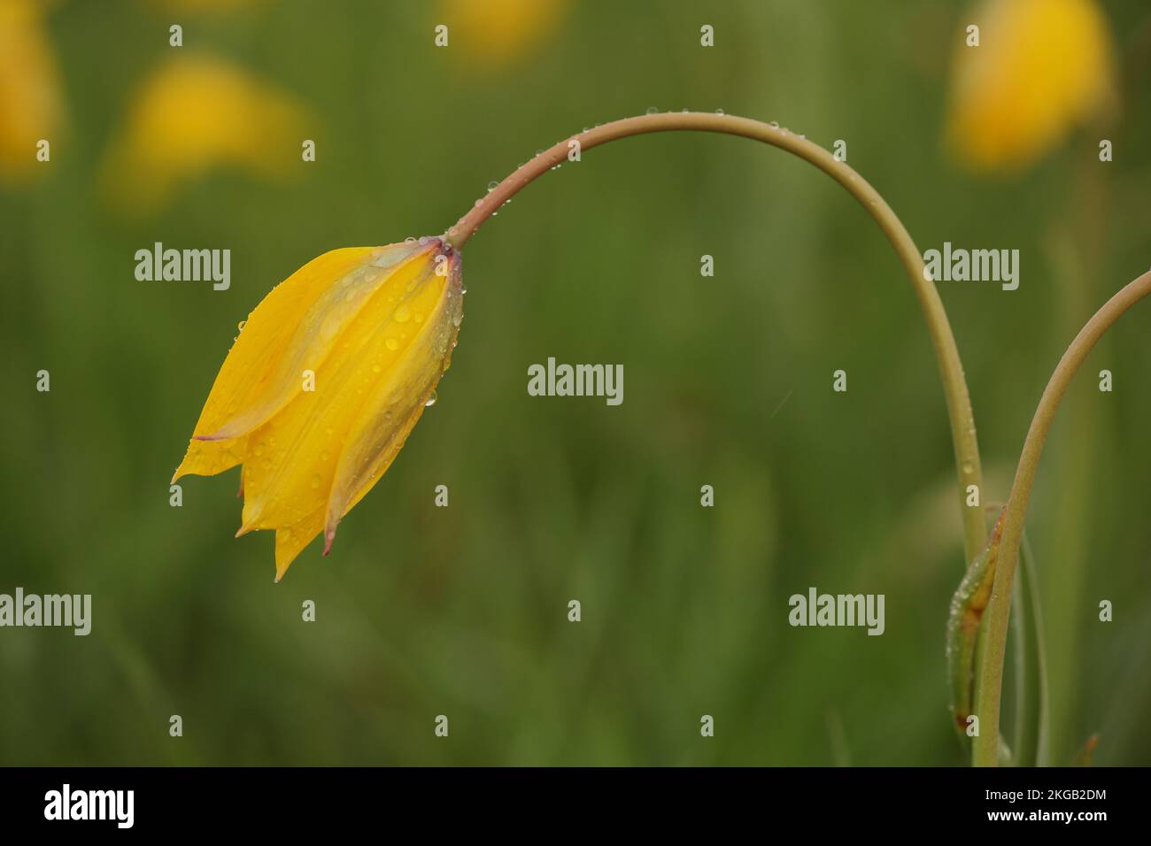 Wild tulip (Tulpia sylvestris), hanging down, stem, nature, yellow ...