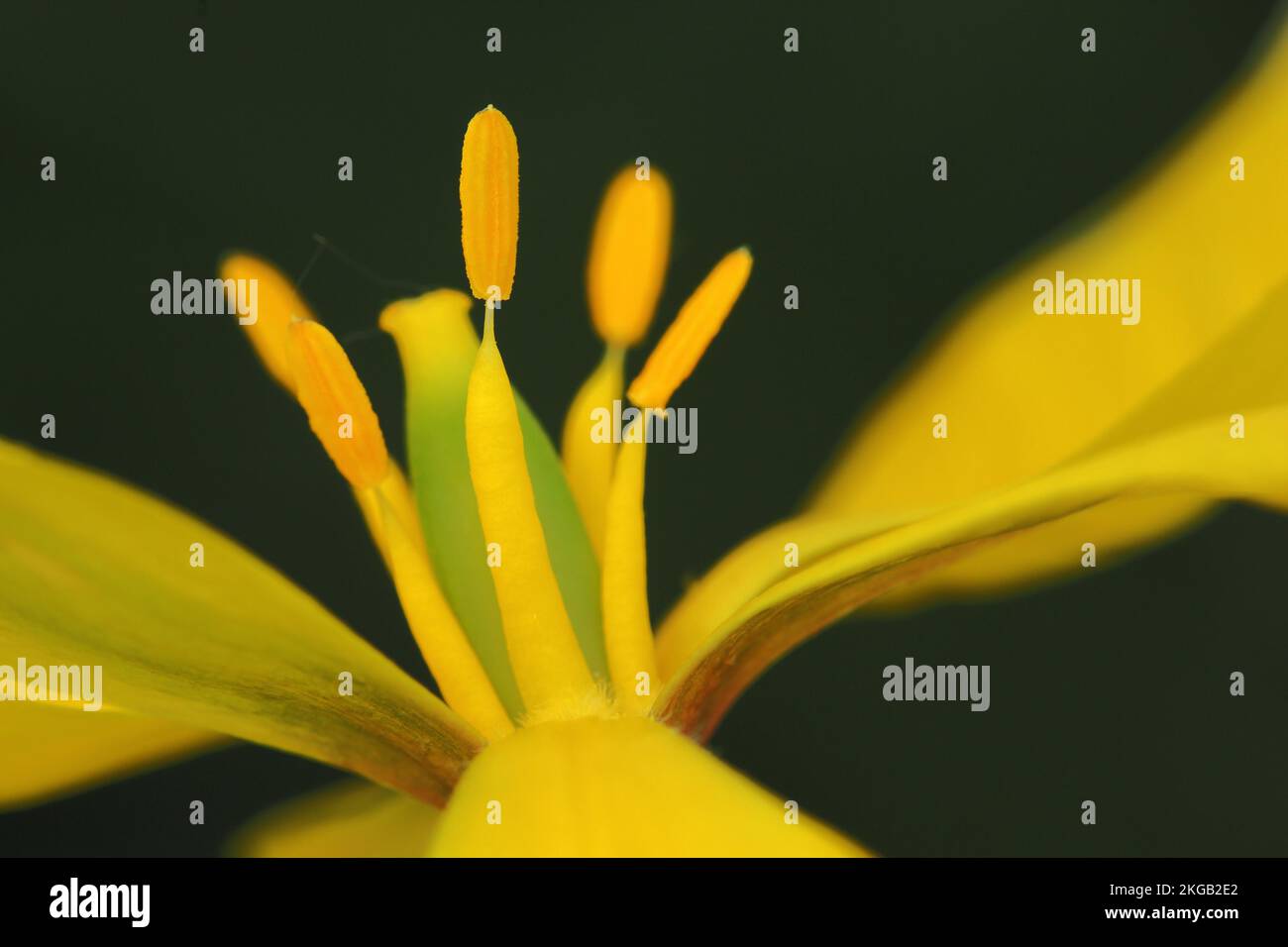 Detail of a wild tulip (Tulpia sylvestris) with pistil and stylus ...