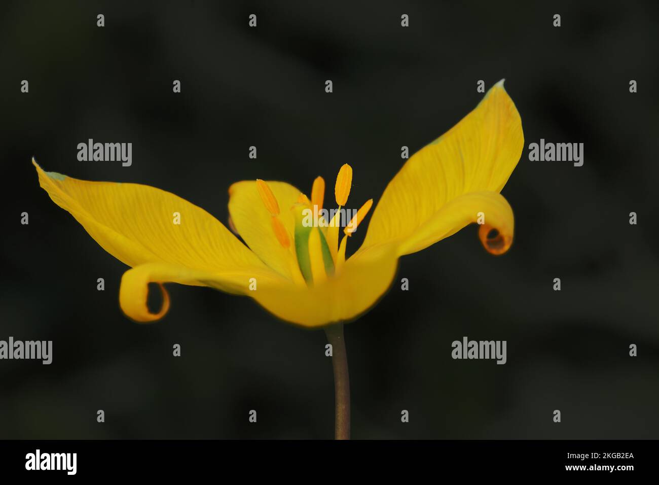 Wild tulip (Tulpia sylvestris), flower with pistil and pistil, open ...
