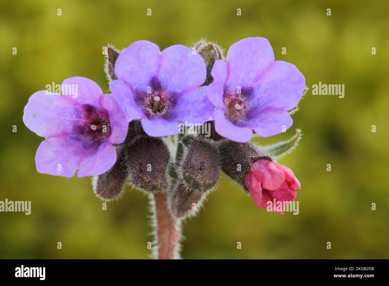 True common lungwort (Pulmonaria officinalis), Detail, Flowers, Spotted ...
