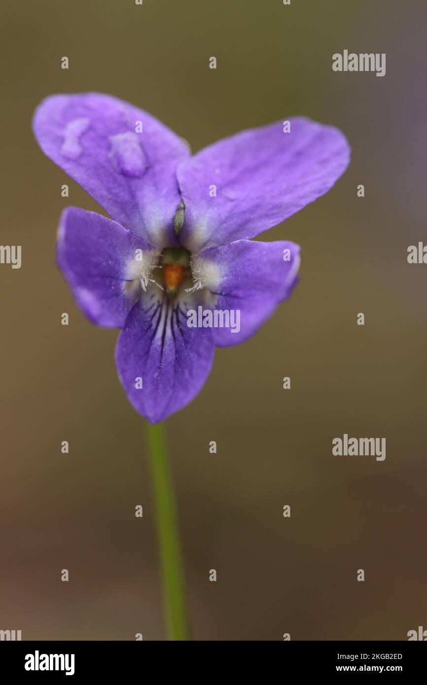 Early-dog violet (Viola reichenbachiana), petal, violet, violet family ...