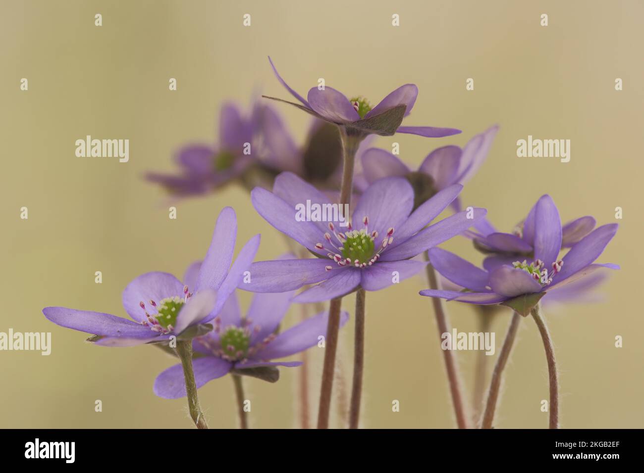 Group liverwort (Hepatica nobilis), Hepatica, Ranunculaceae ...