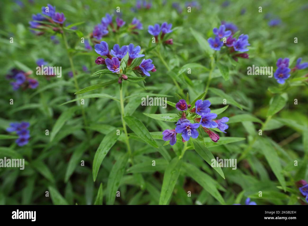 Purple gromwell (Buglossoides purpurocaerulea), group, Red-blue stone ...