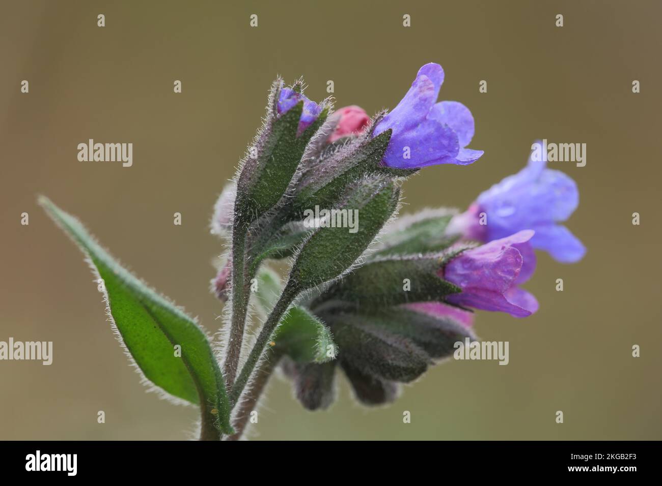 True common lungwort (Pulmonaria officinalis), Spotted Lungwort ...
