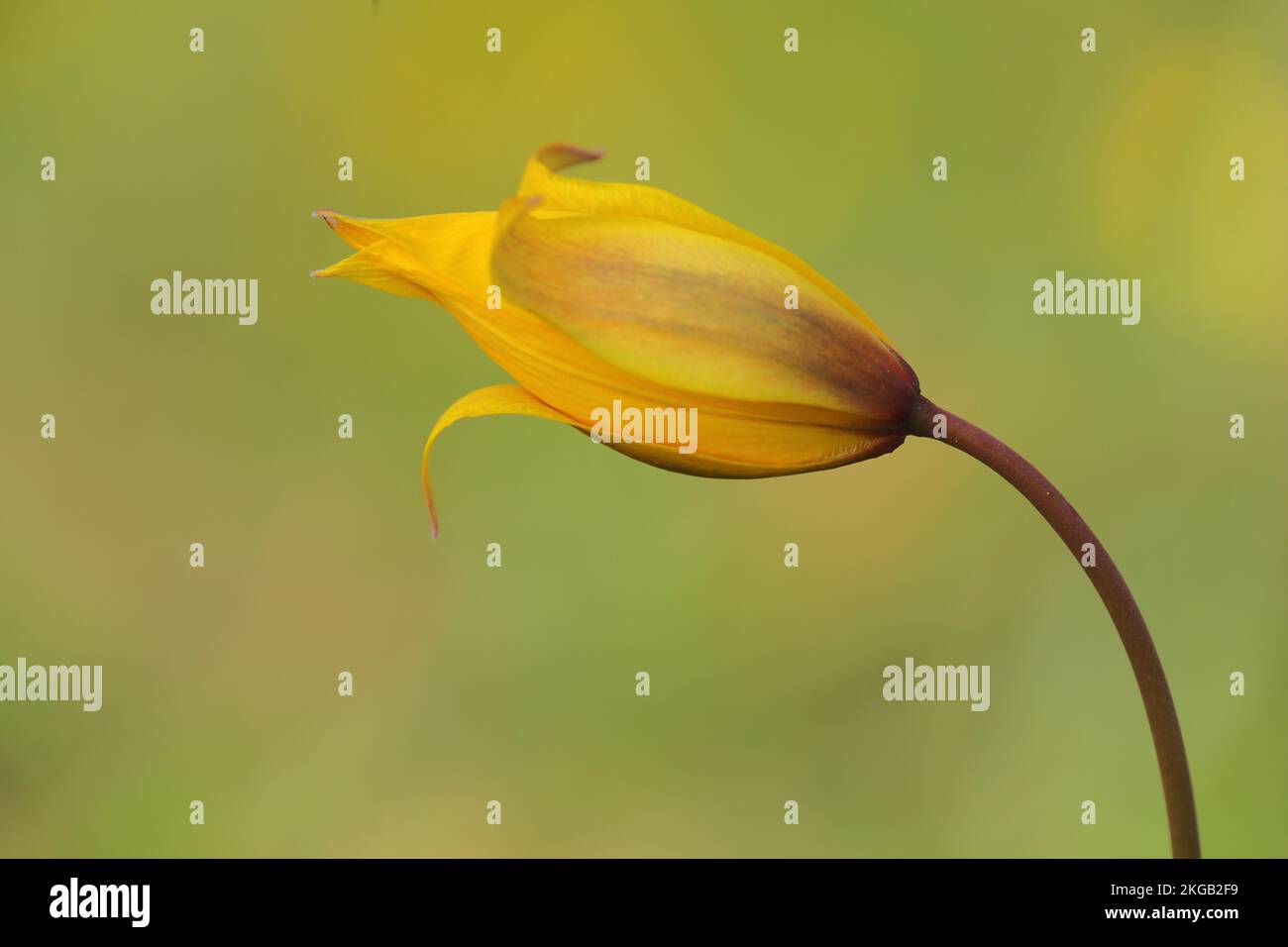 Wild tulip (Tulpia sylvestris), nature, yellow, wild tulip, wild tulips ...