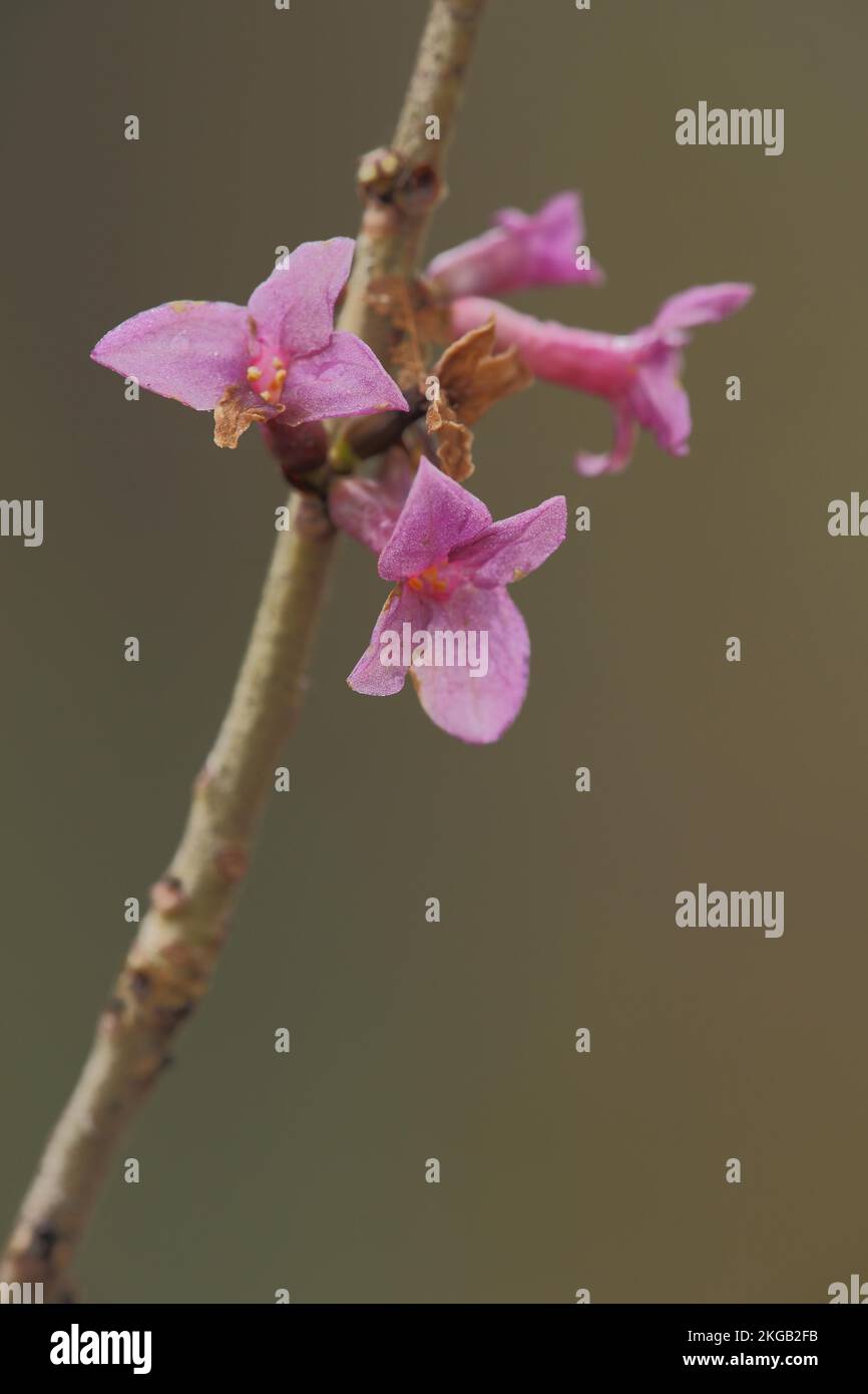 Mezereon (Daphne mezereum), branch, flowers, detail, daphne, daphne ...