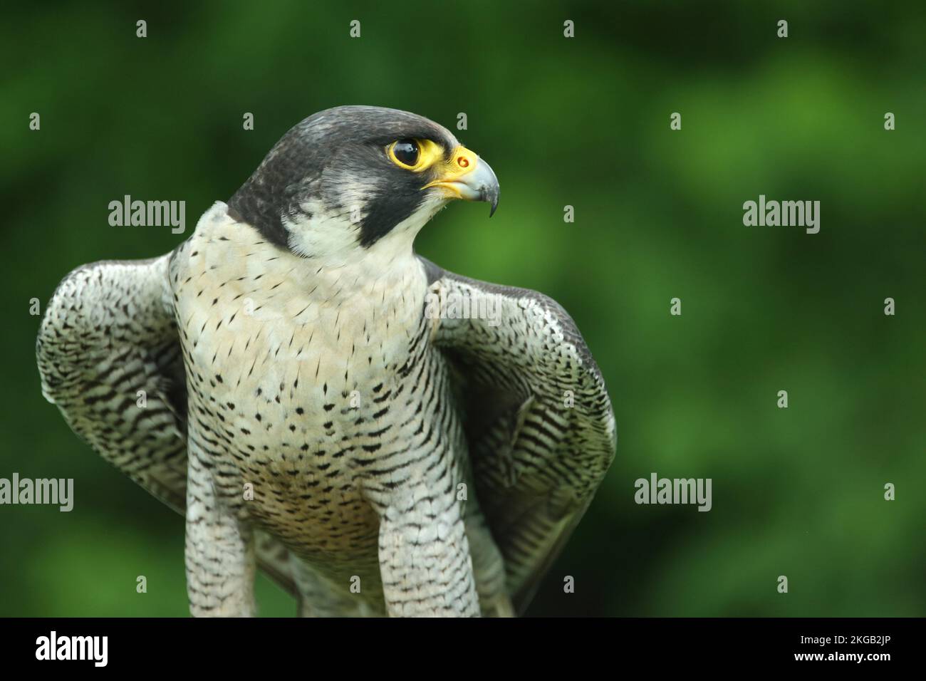 Peregrine falcon looking at camera hi-res stock photography and images ...