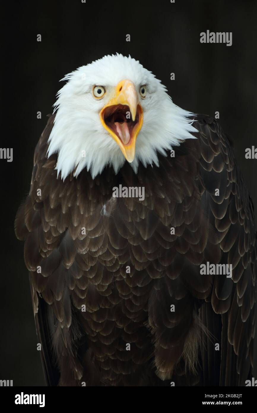Bald eagle (Haliaeetus leucocephalus), portrait, screaming, beak, open ...