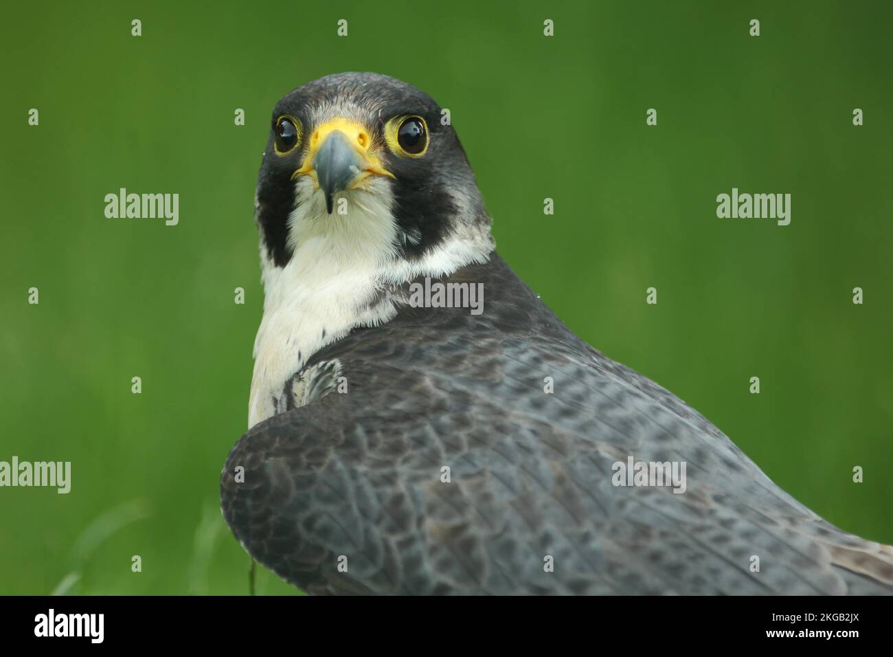 Peregrine falcon falco peregrinus head shot hi-res stock photography ...
