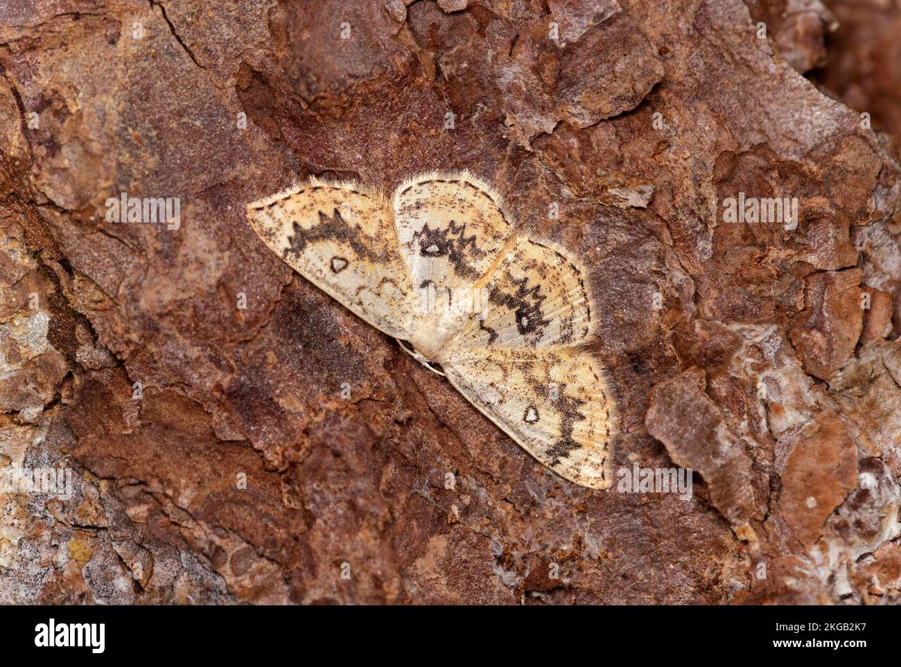 Cyclophora hi-res stock photography and images - Alamy