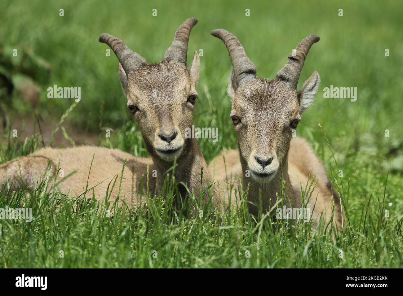 Chamois (Rupicapra rupicapra), two, lying, side by side, grass, young ...