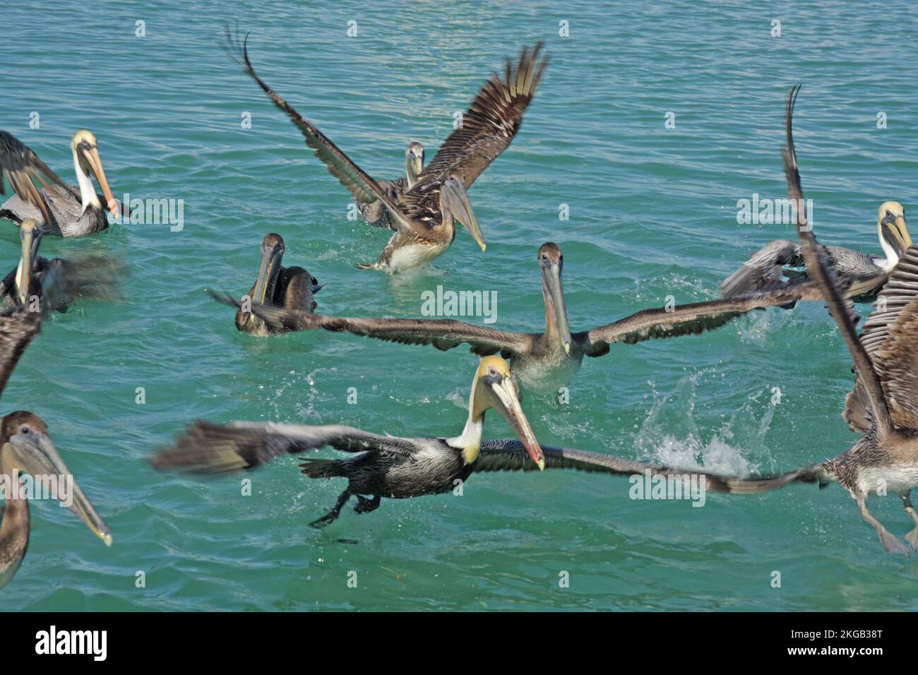 A troop of brown pelican (Pelecanus occidentalis) Pelicans on Lower ...