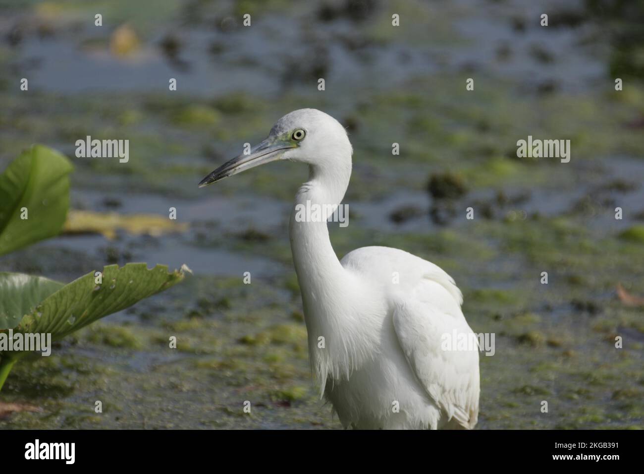 Juvenile Great Blue Heron (Egretta caerulea) in Ocala National Forest ...