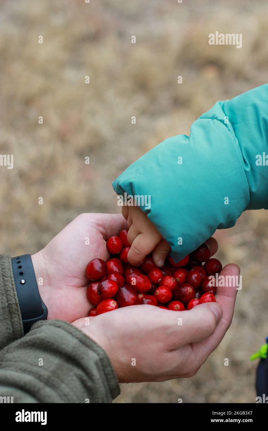 Hands grabbing fruit hi-res stock photography and images - Alamy