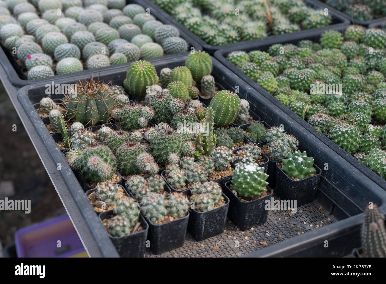 cactus in farm on thailand Stock Photo - Alamy