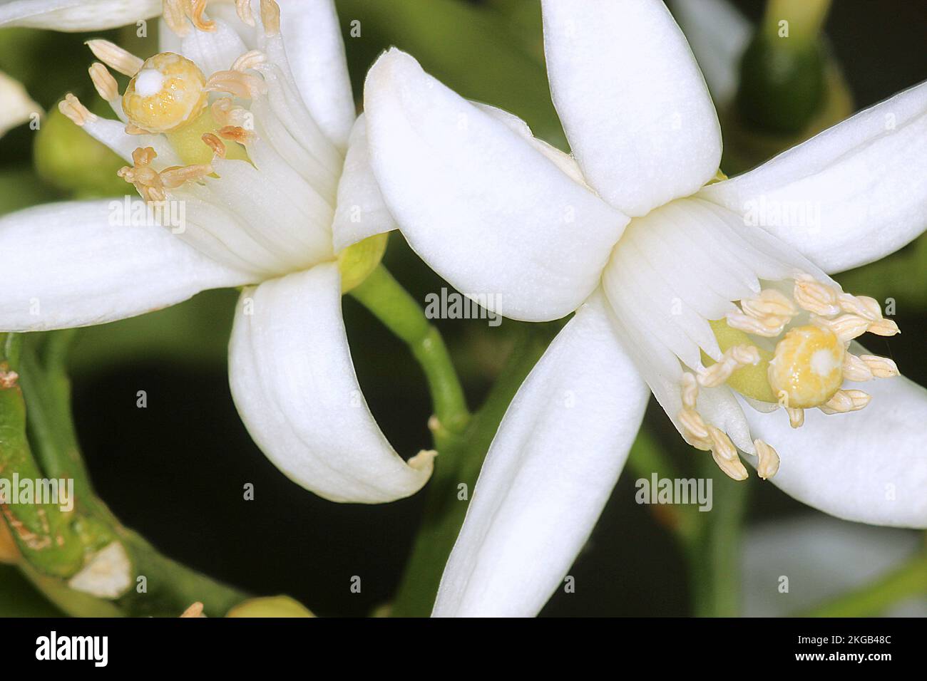 Orange blossom citrus sinensis hi-res stock photography and images - Alamy