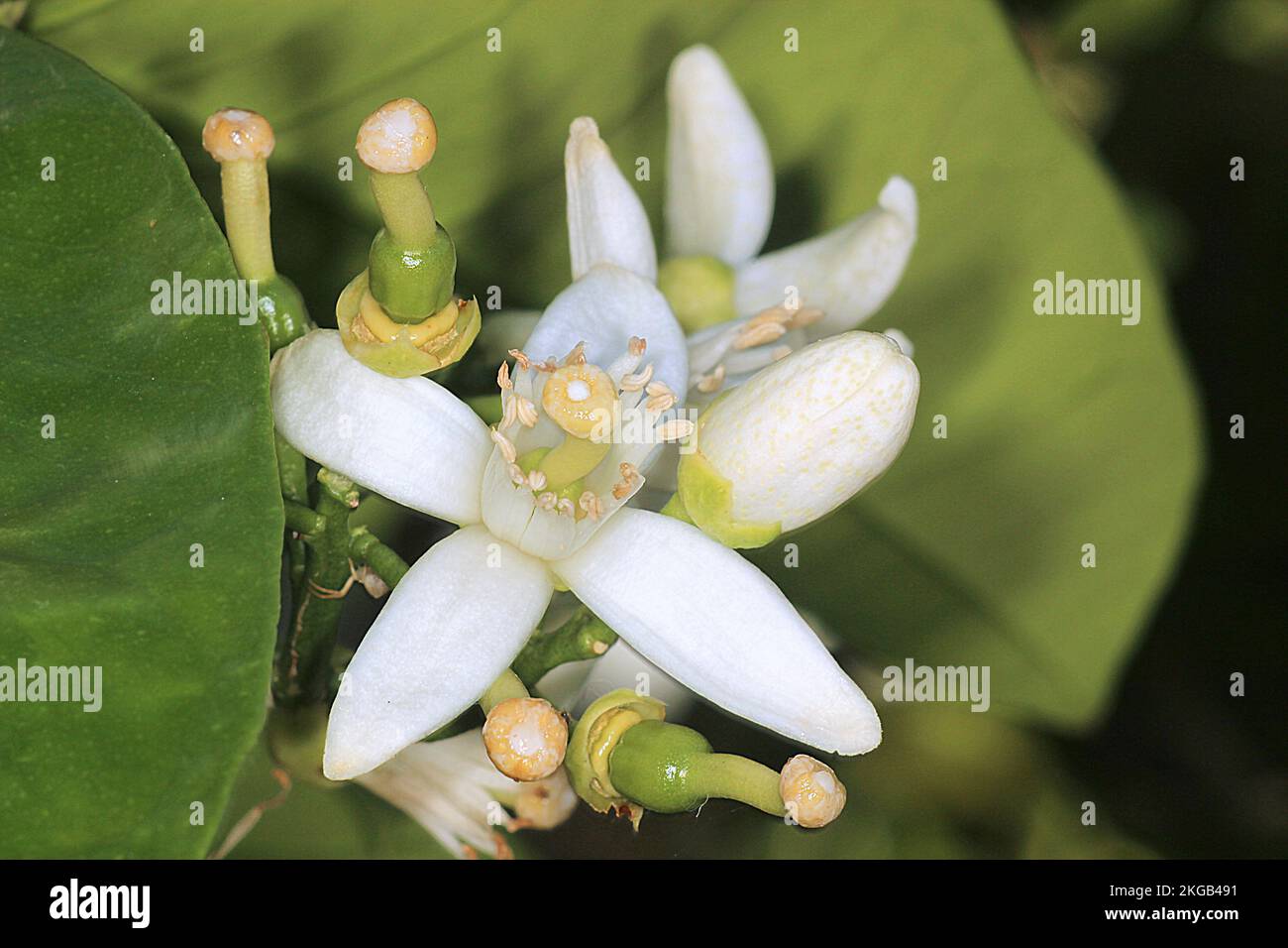 Orange blossom citrus sinensis hi-res stock photography and images - Alamy