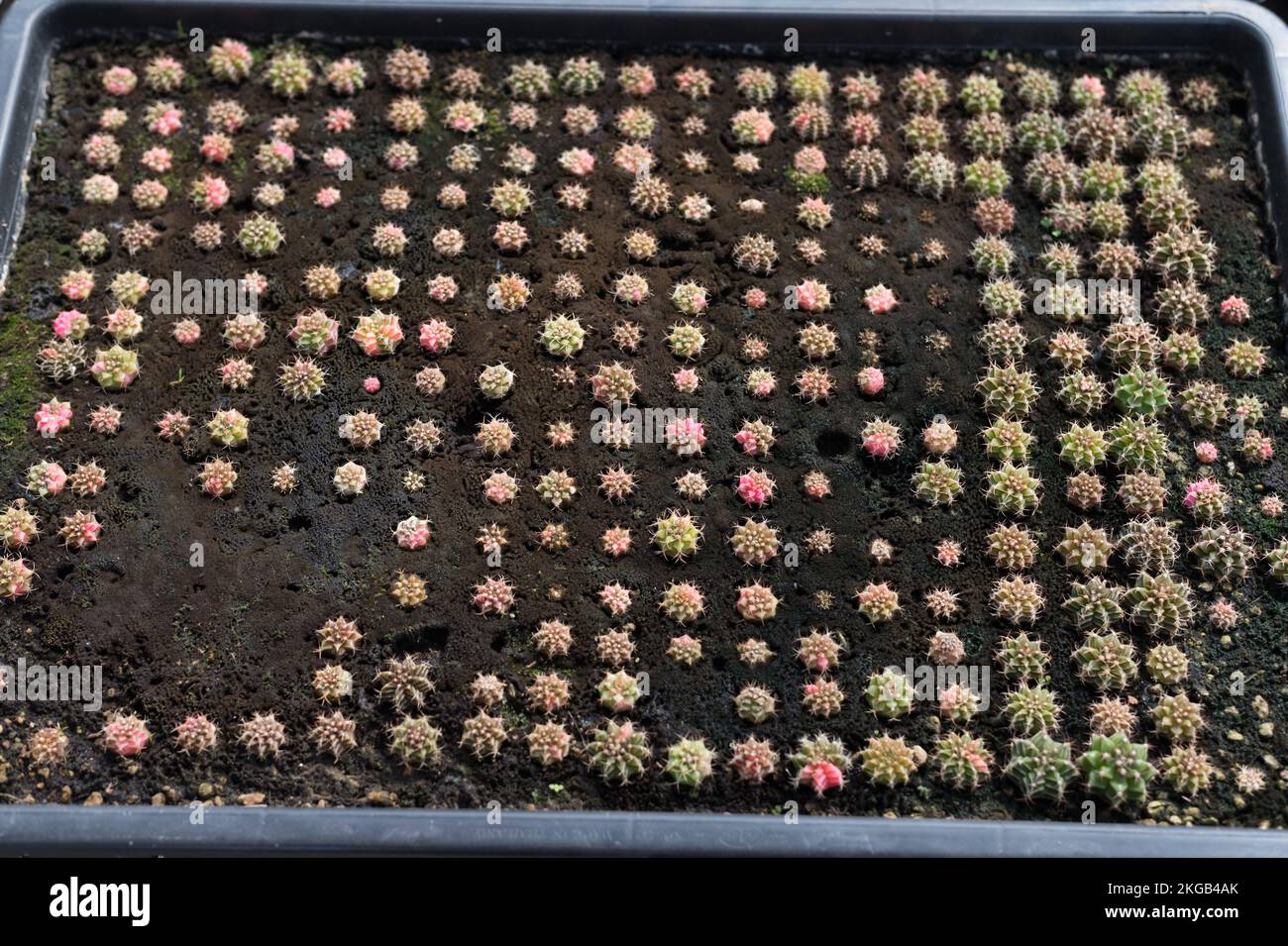 cactus in farm Stock Photo - Alamy