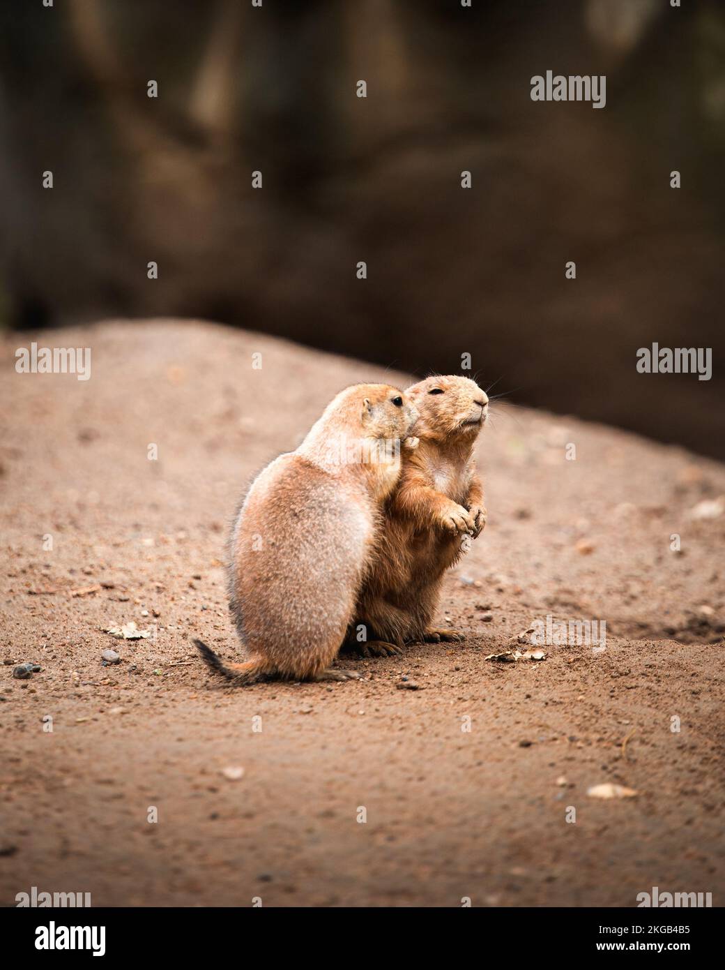 The two brown prairie rodents hugging Stock Photo - Alamy