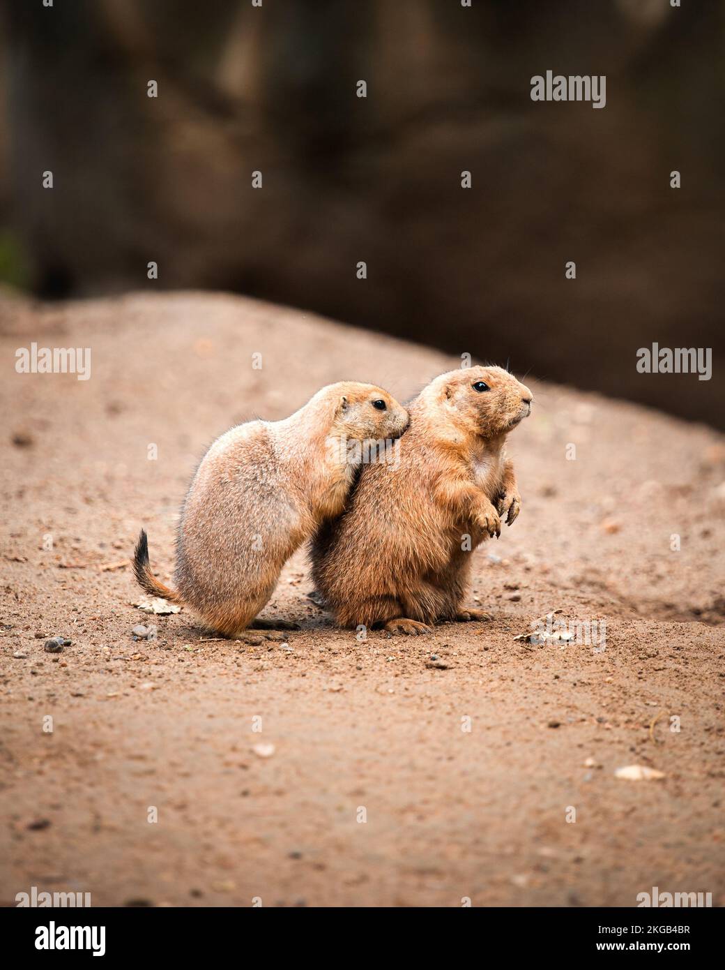 Hugging rodents hi-res stock photography and images - Alamy