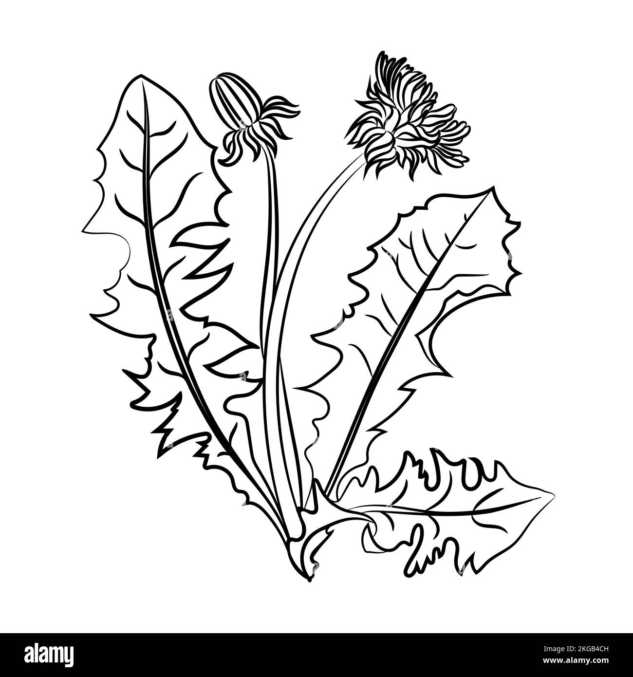 DANDELION DOODLE Plant Medical Benefits Botanic Nature Flower Hand ...