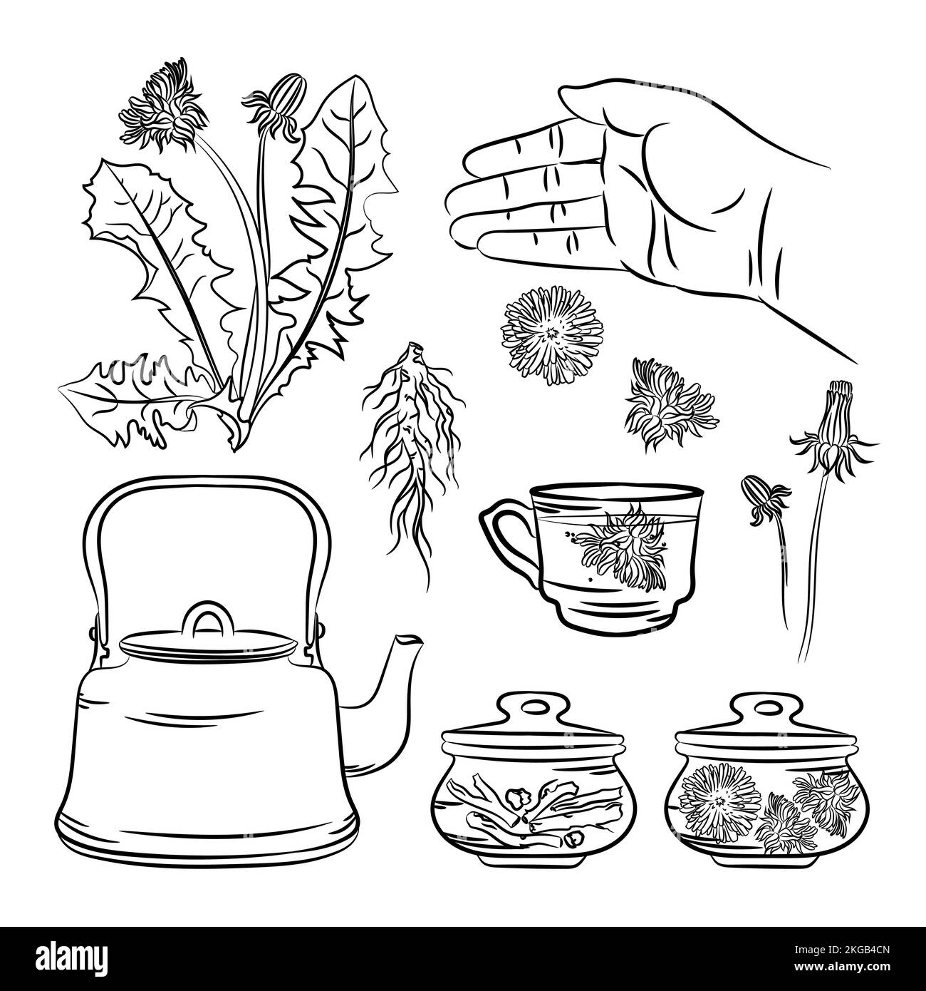 DANDELION PHARMACY APPLICATION Medical Benefits Plant Botanic Nature ...