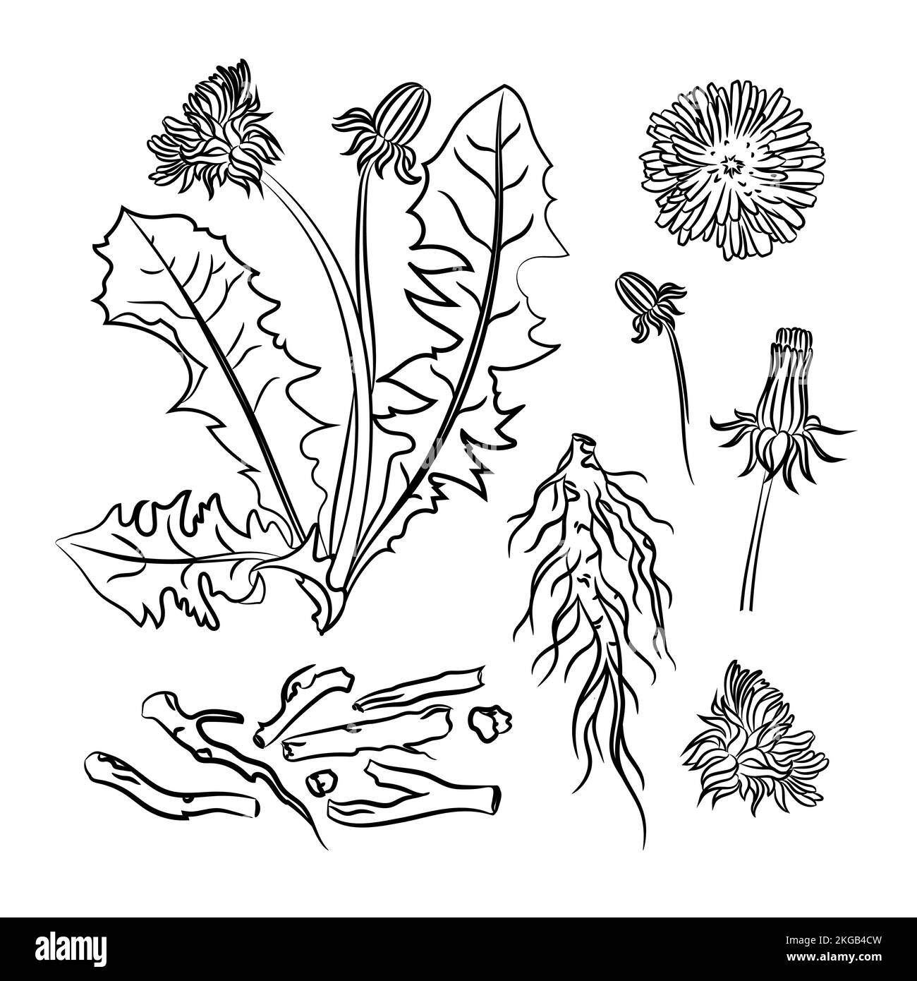 DANDELION PHARMACY Medical Benefits Plant Botanic Nature Flower Hand ...