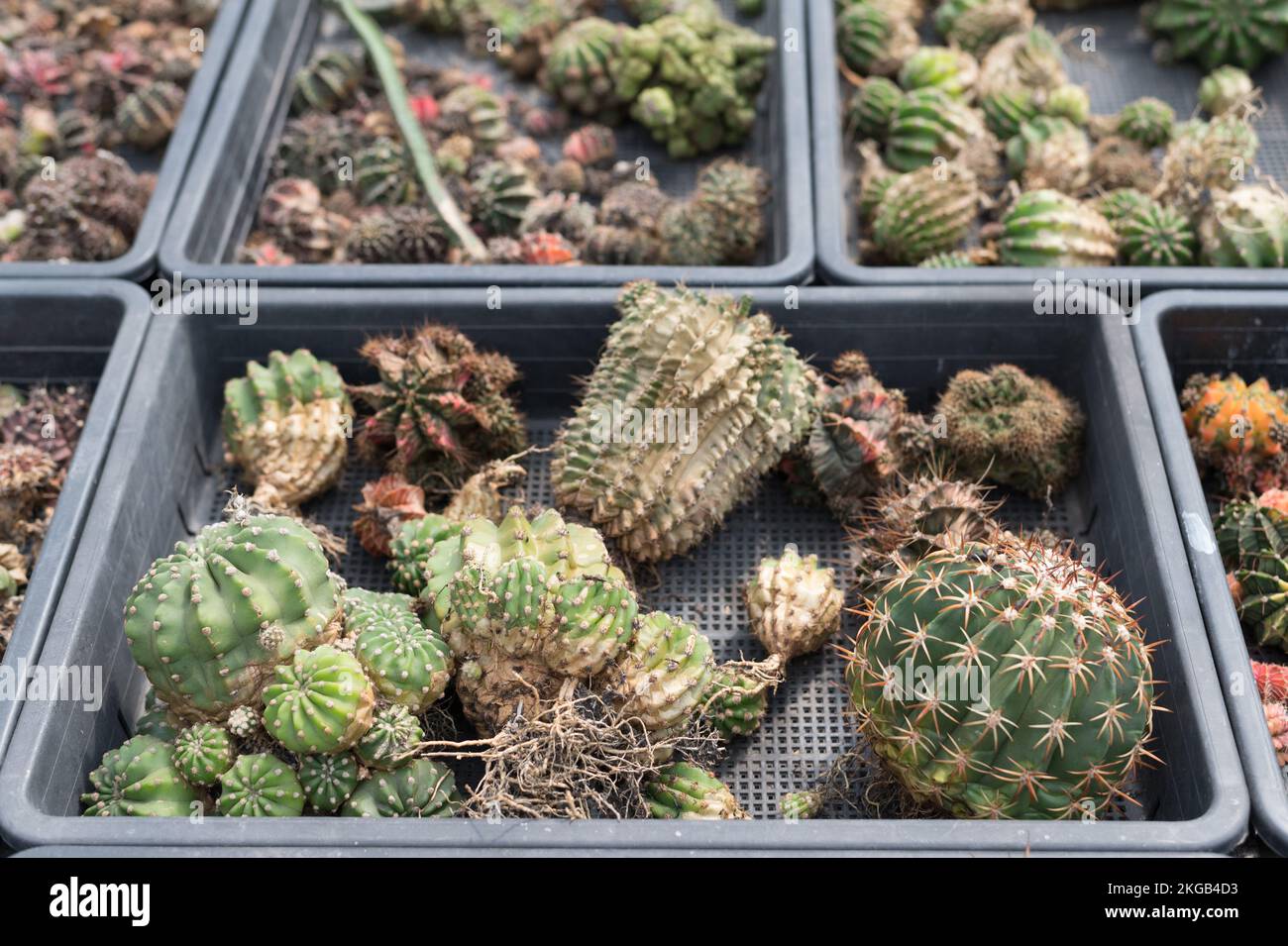cactus in farm Stock Photo - Alamy