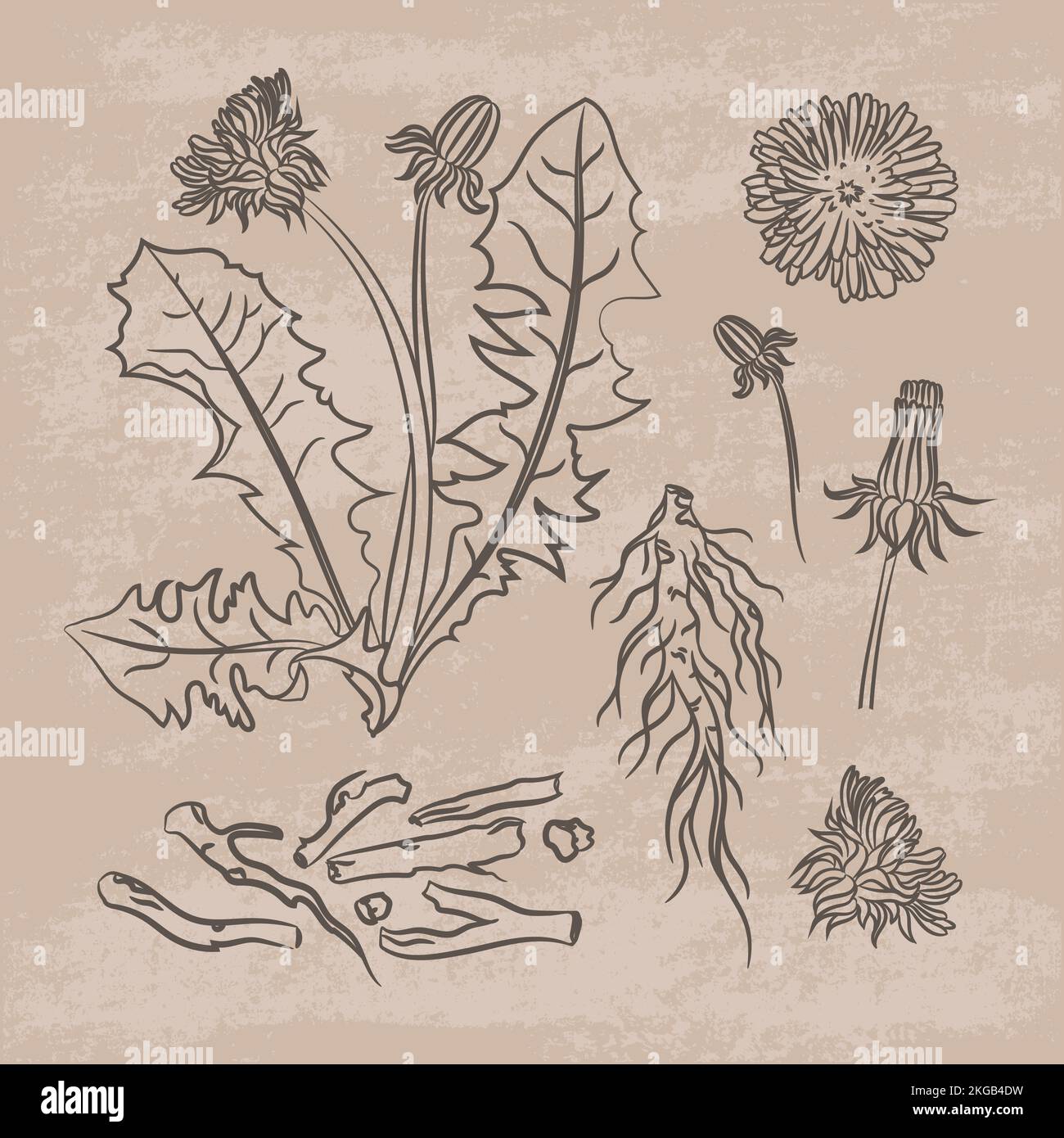 DANDELION PHARMACY RETRO Medical Benefits Plant Botanic Nature Flower ...