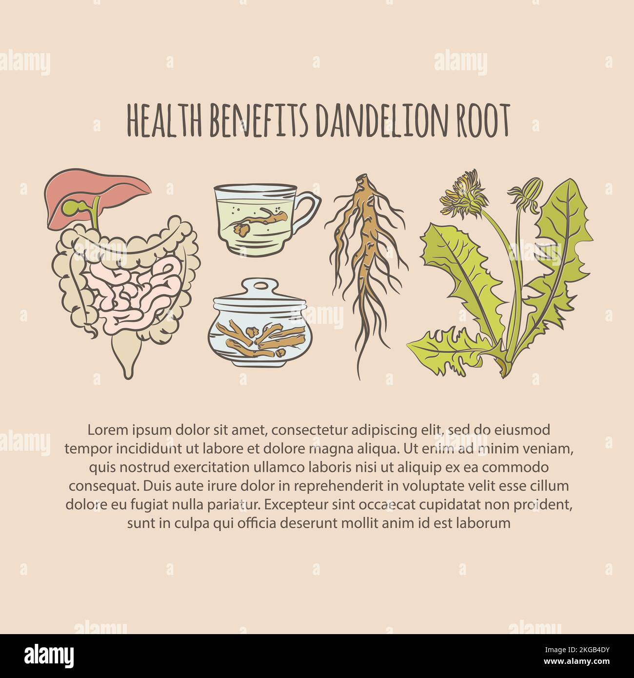 DANDELION HEALTH BENEFITS COLOR Pharmacy Medical Benefits Plant Botanic ...