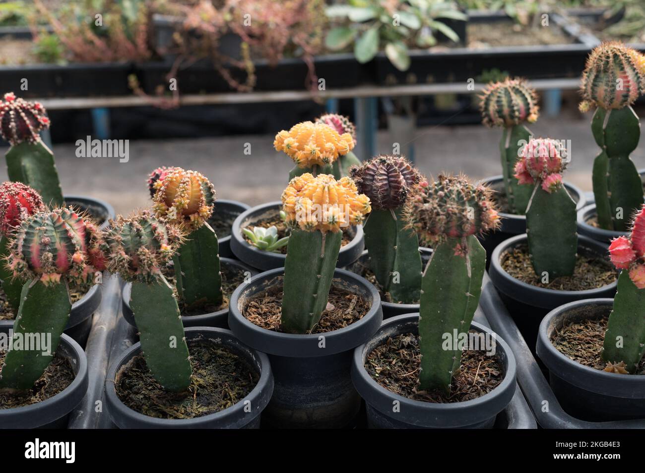 Cactus in farm hi-res stock photography and images - Alamy