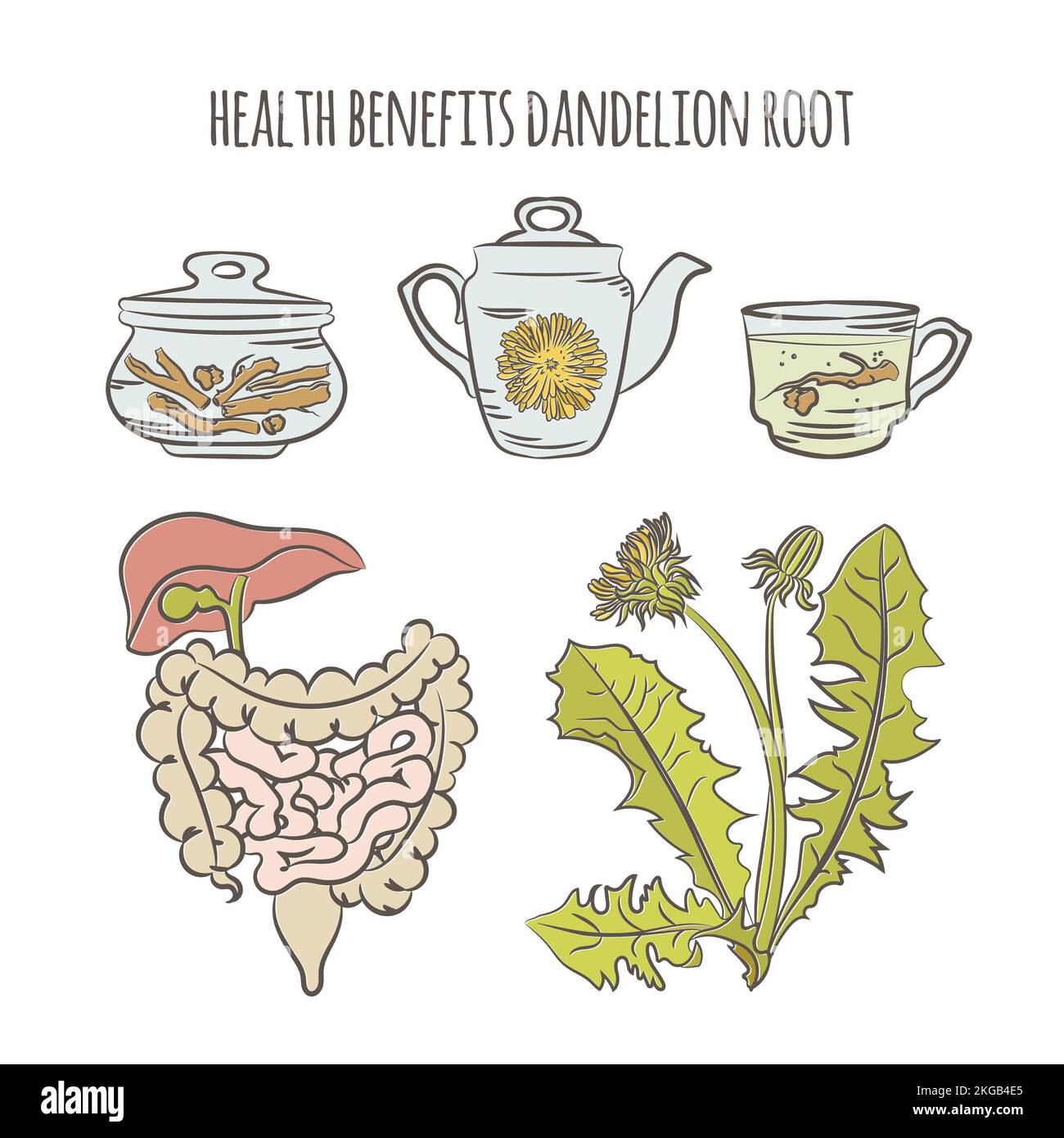 DANDELION BENEFITS Pharmacy Medical Plant Botanic Nature Health Hand ...