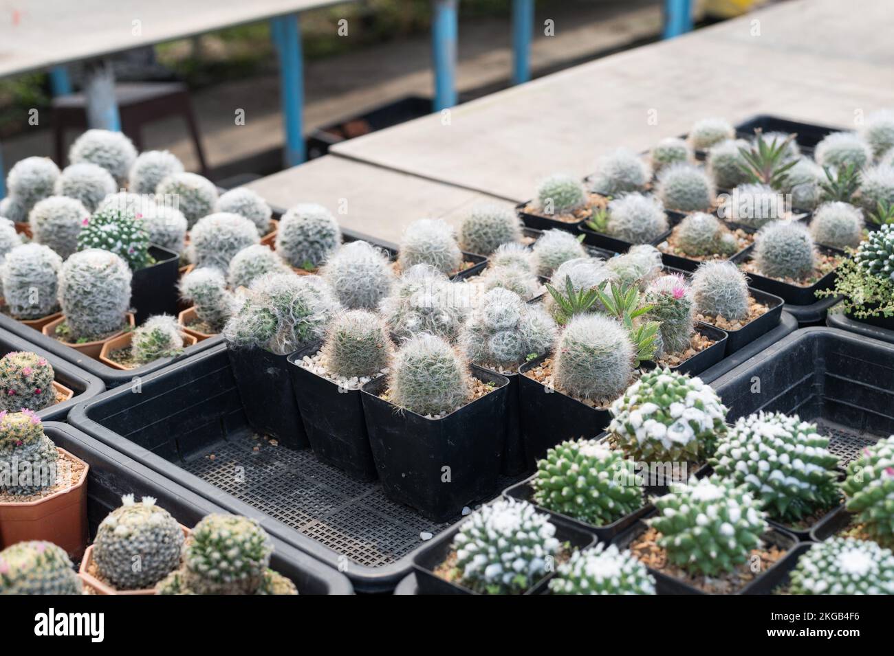 cactus in farm Stock Photo - Alamy