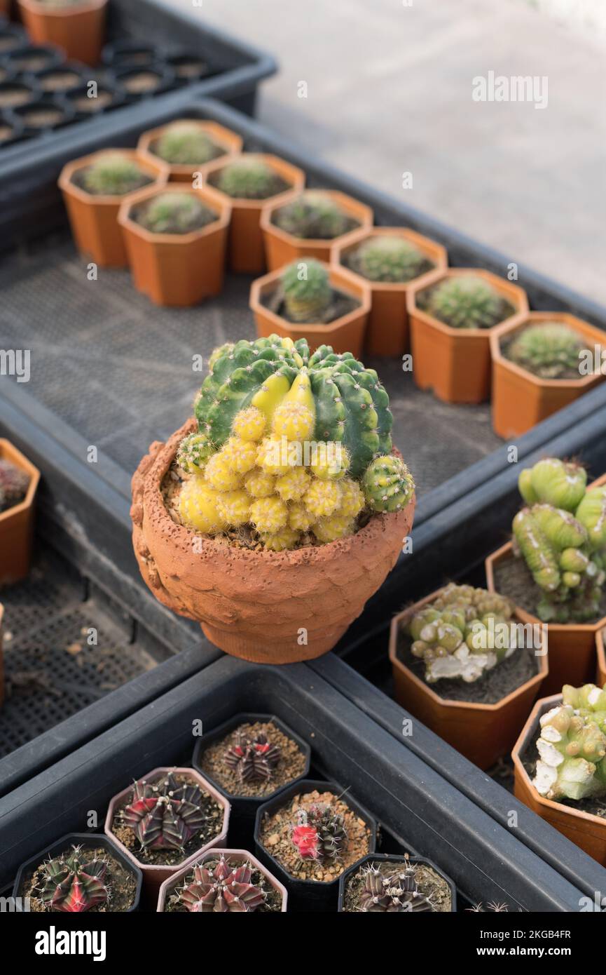 cactus in farm Stock Photo - Alamy