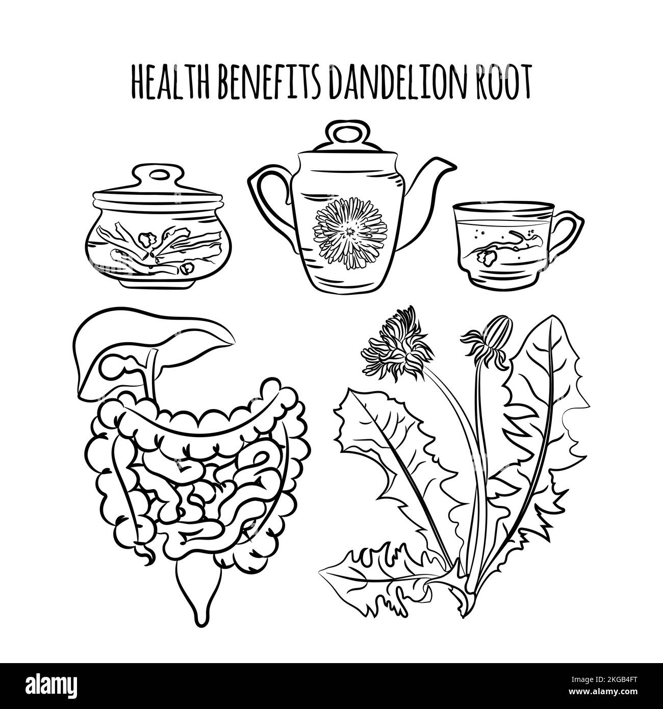 DANDELION ROOT BENEFITS Pharmacy Medical Plant Botanic Nature Health ...