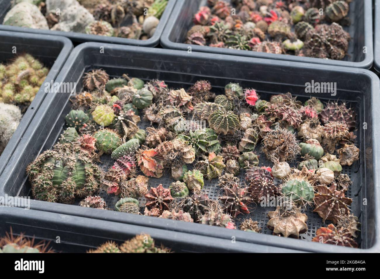 cactus in farm Stock Photo - Alamy