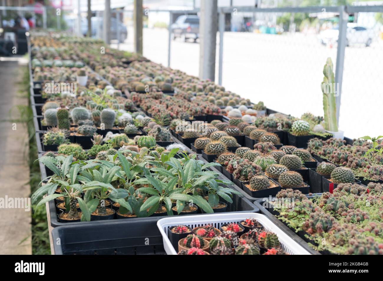 cactus in farm Stock Photo - Alamy